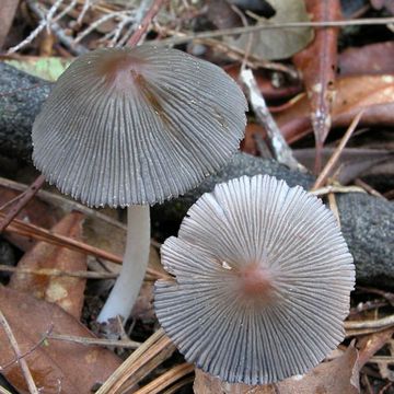 Coprinellus radians